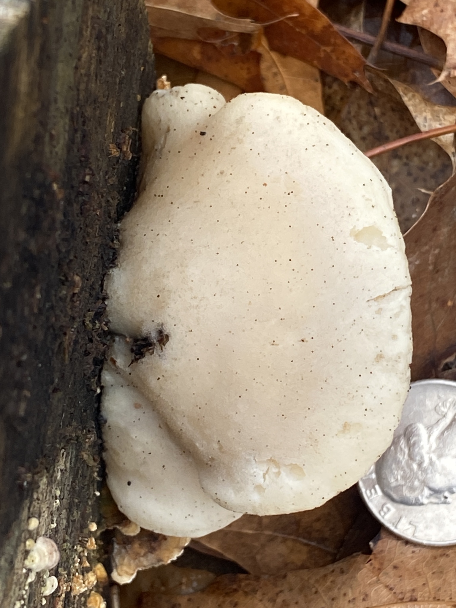 Tyromyces chioneus (Fr.) P.Karst.