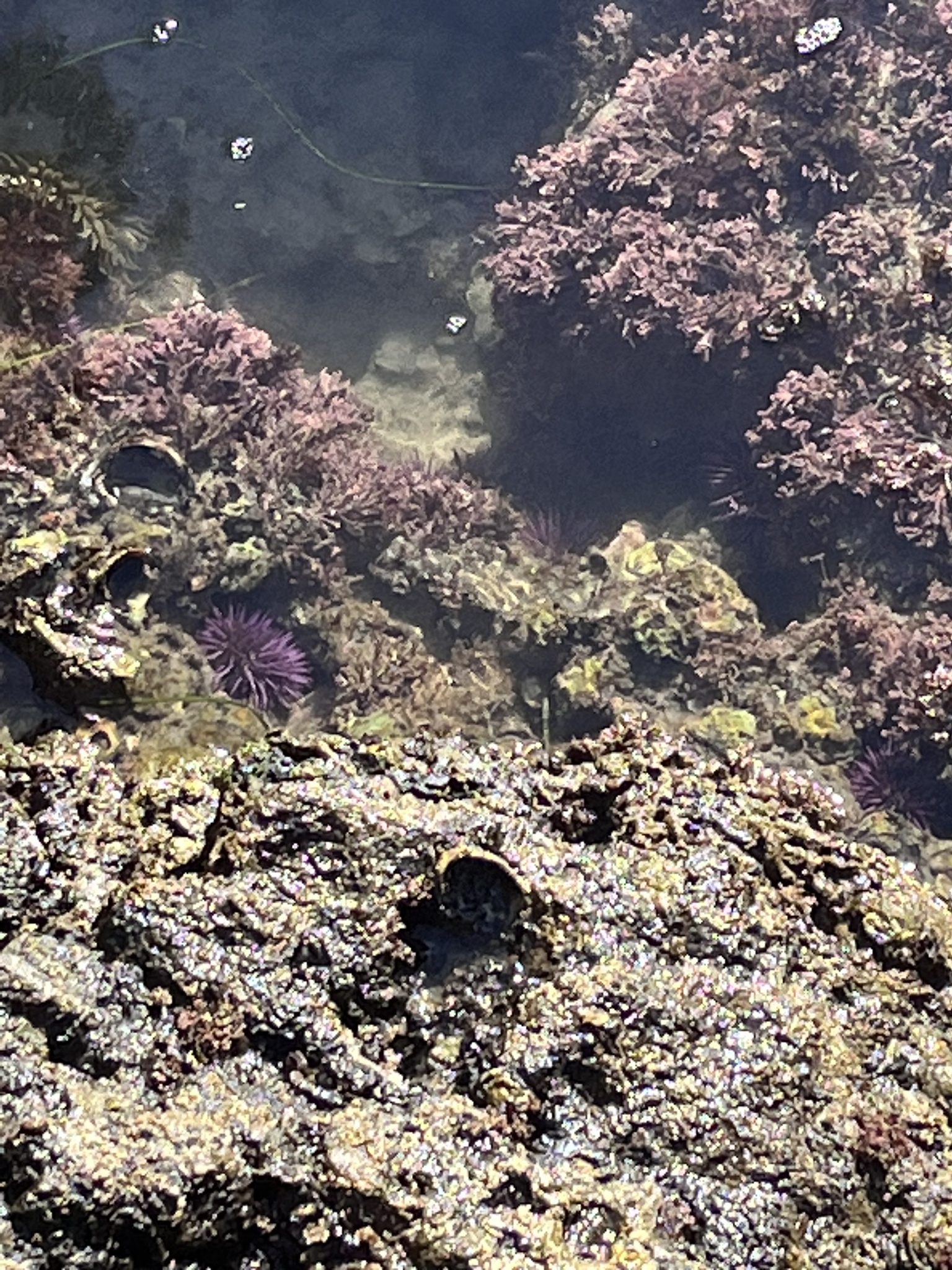 Strongylocentrotidae