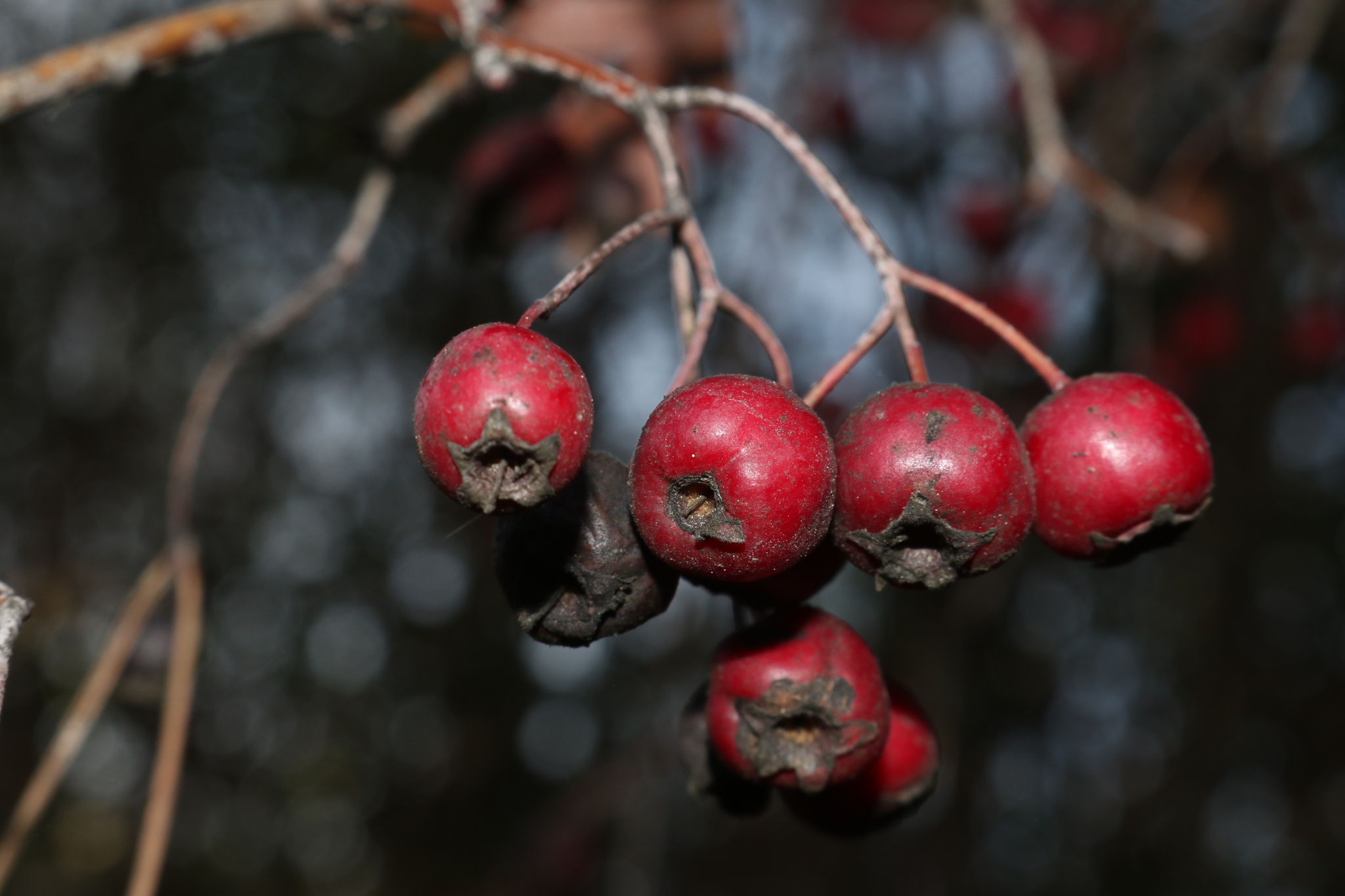 Crataegus monogyna Jacq.