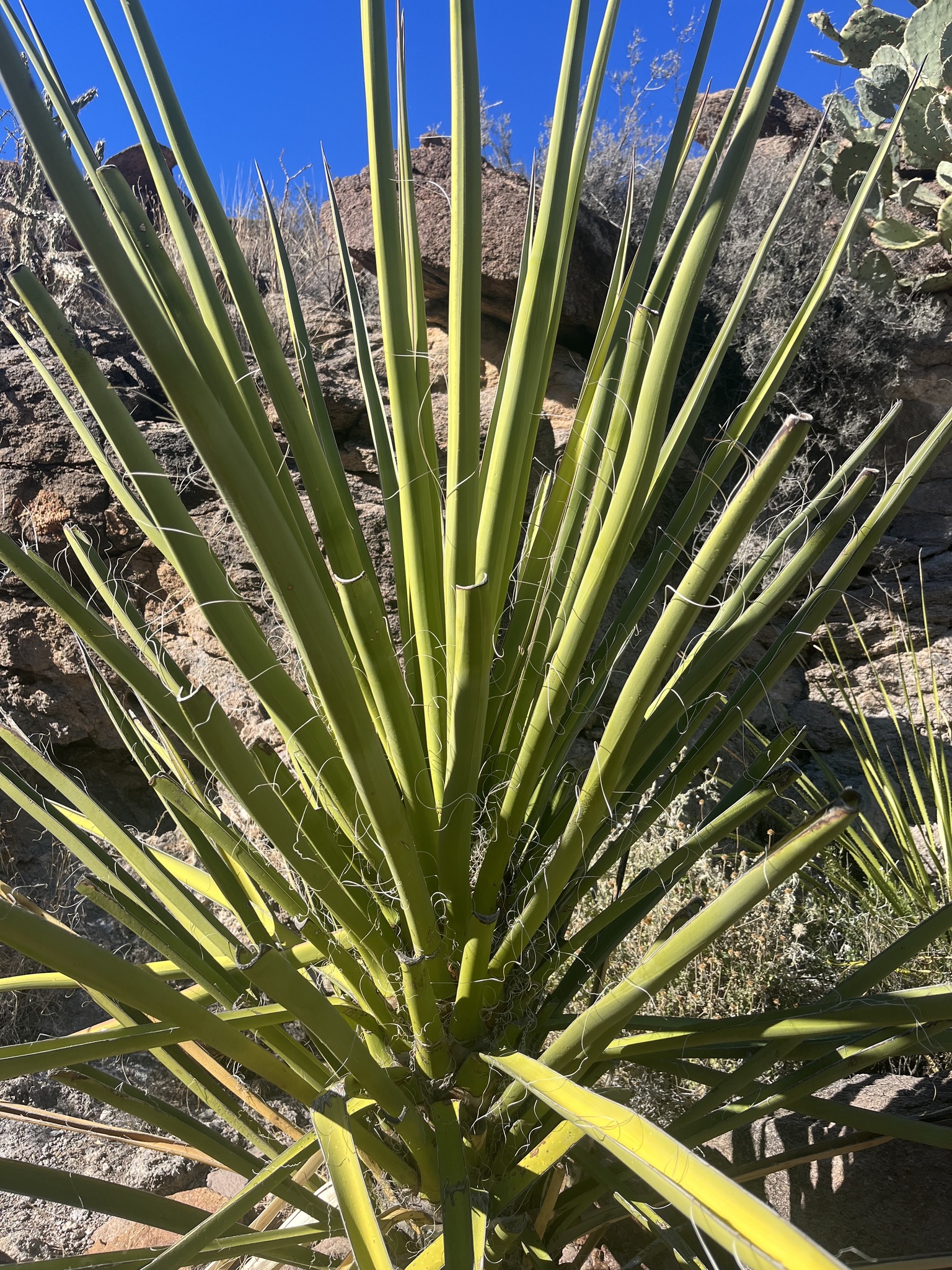 Yucca torreyi Shafer