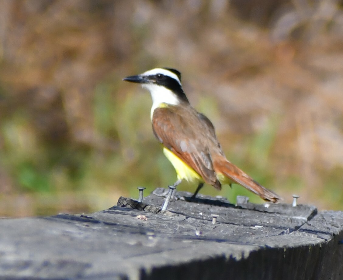 Pitangus sulphuratus (Linnaeus, 1766)