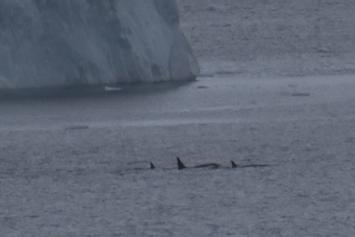 Orcinus orca (Linnaeus, 1758)