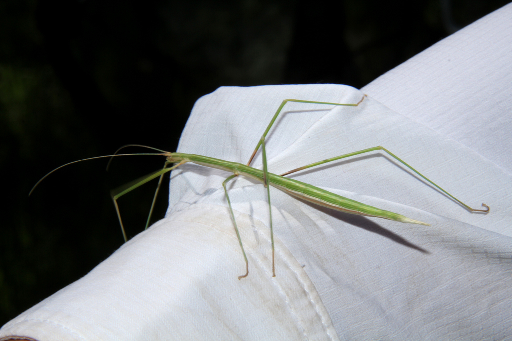 Sydney Stick Insect from Yandilla, Mount Kilcoy QLD 4515, Australia on ...