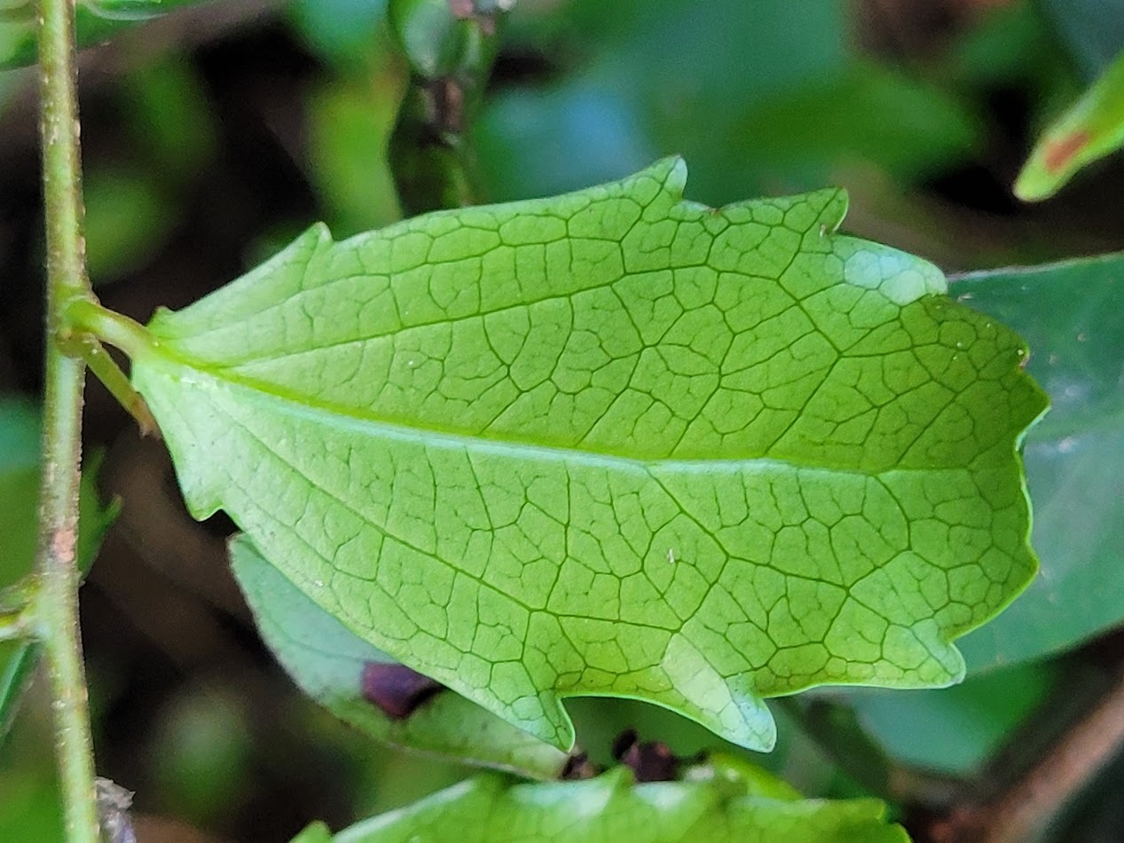 Scolopia Schreb.