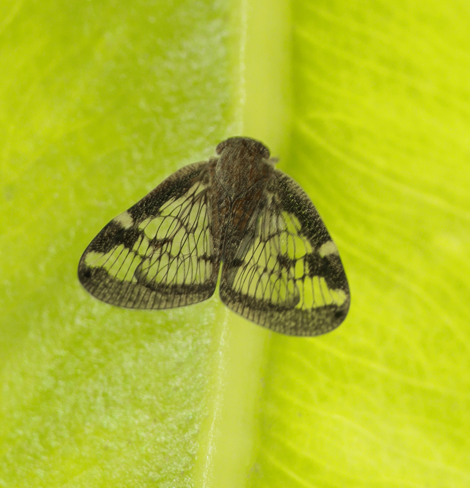 Ricaniidae