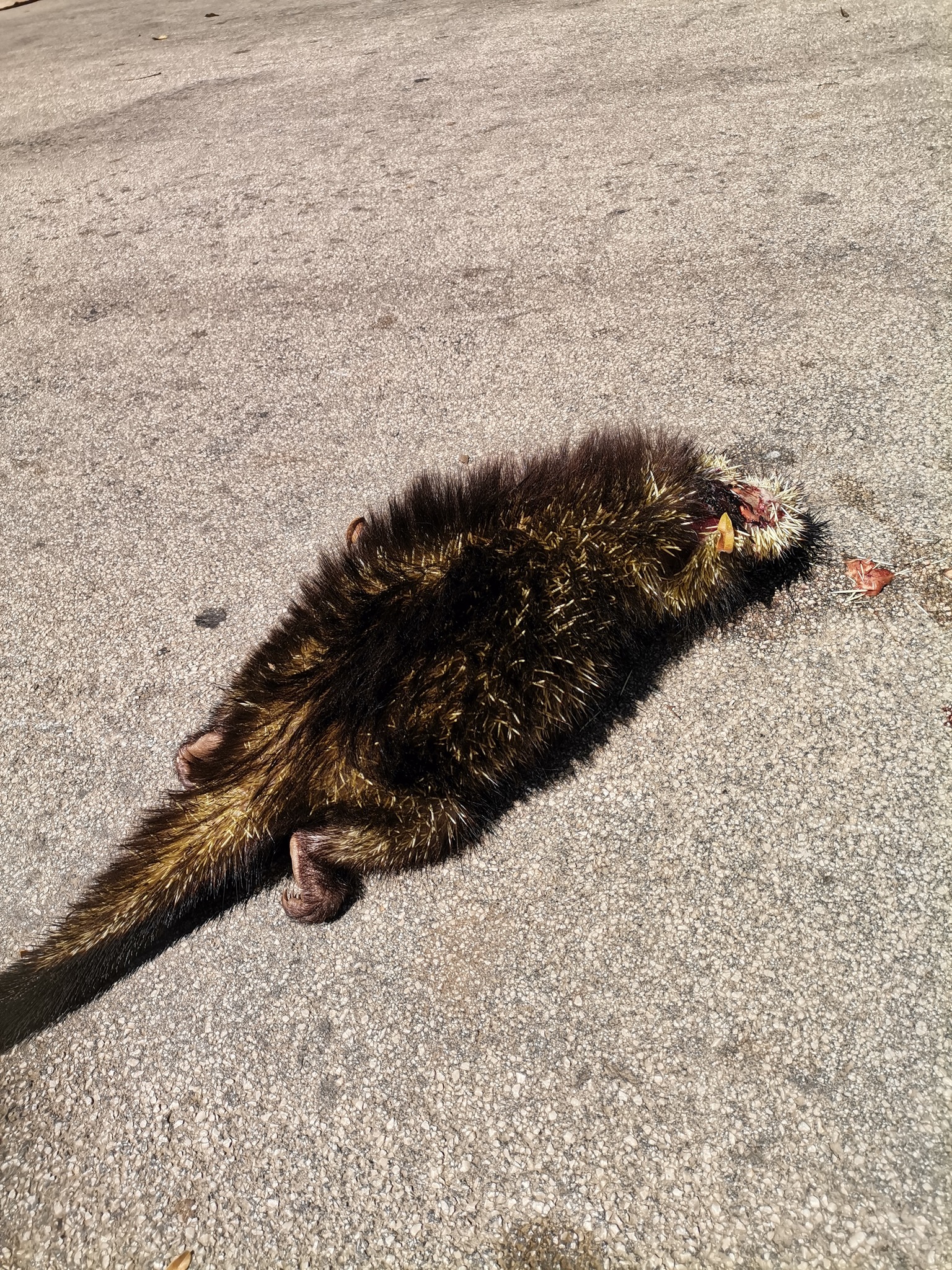 Sphiggurus mexicanus (Kerr, 1792)