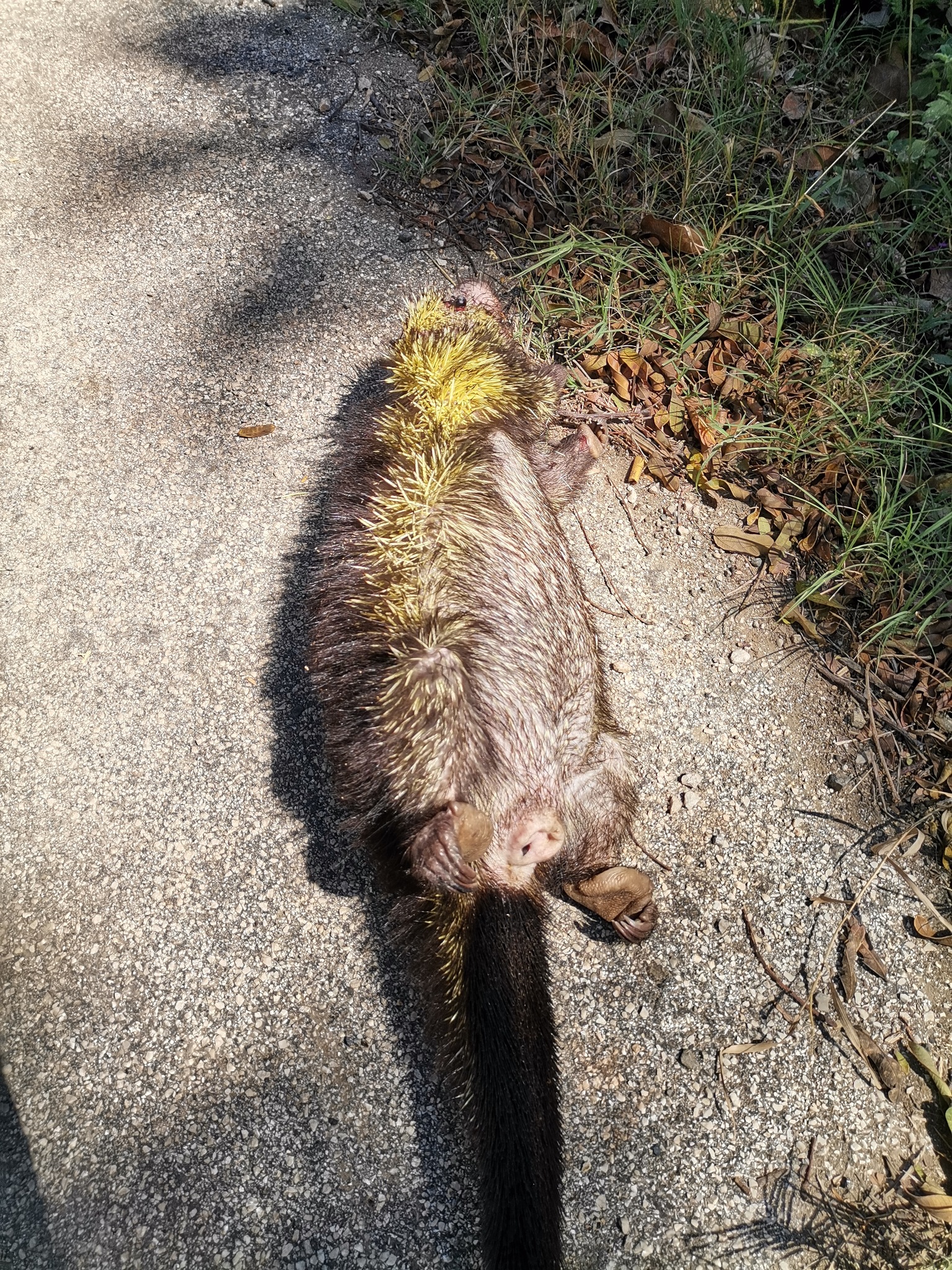 Sphiggurus mexicanus (Kerr, 1792)