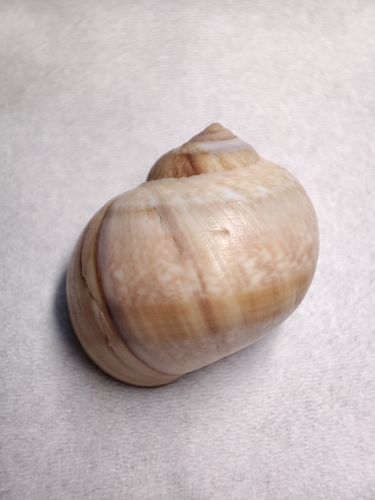 Cryptonatica purpurfunda · iNaturalist