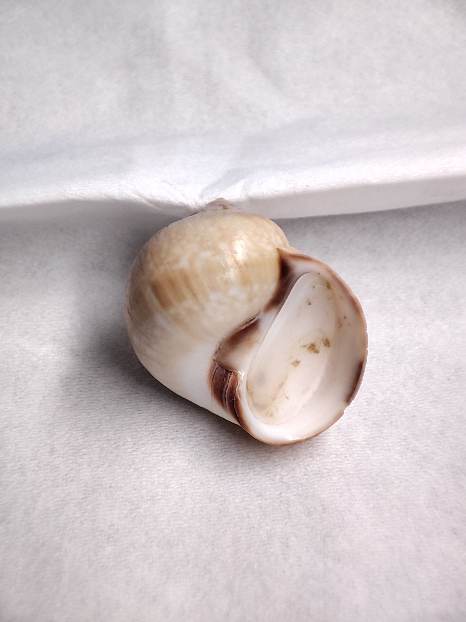 Cryptonatica Dall, 1892