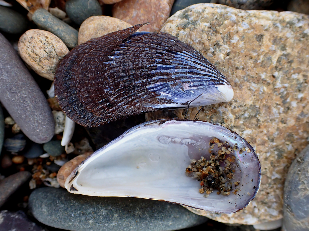 New Zealand Ribbed Mussel from Kawakaputa Bay, Ruahine, Southland ...