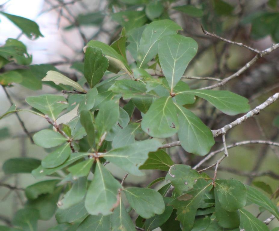 Quercus nigra L.