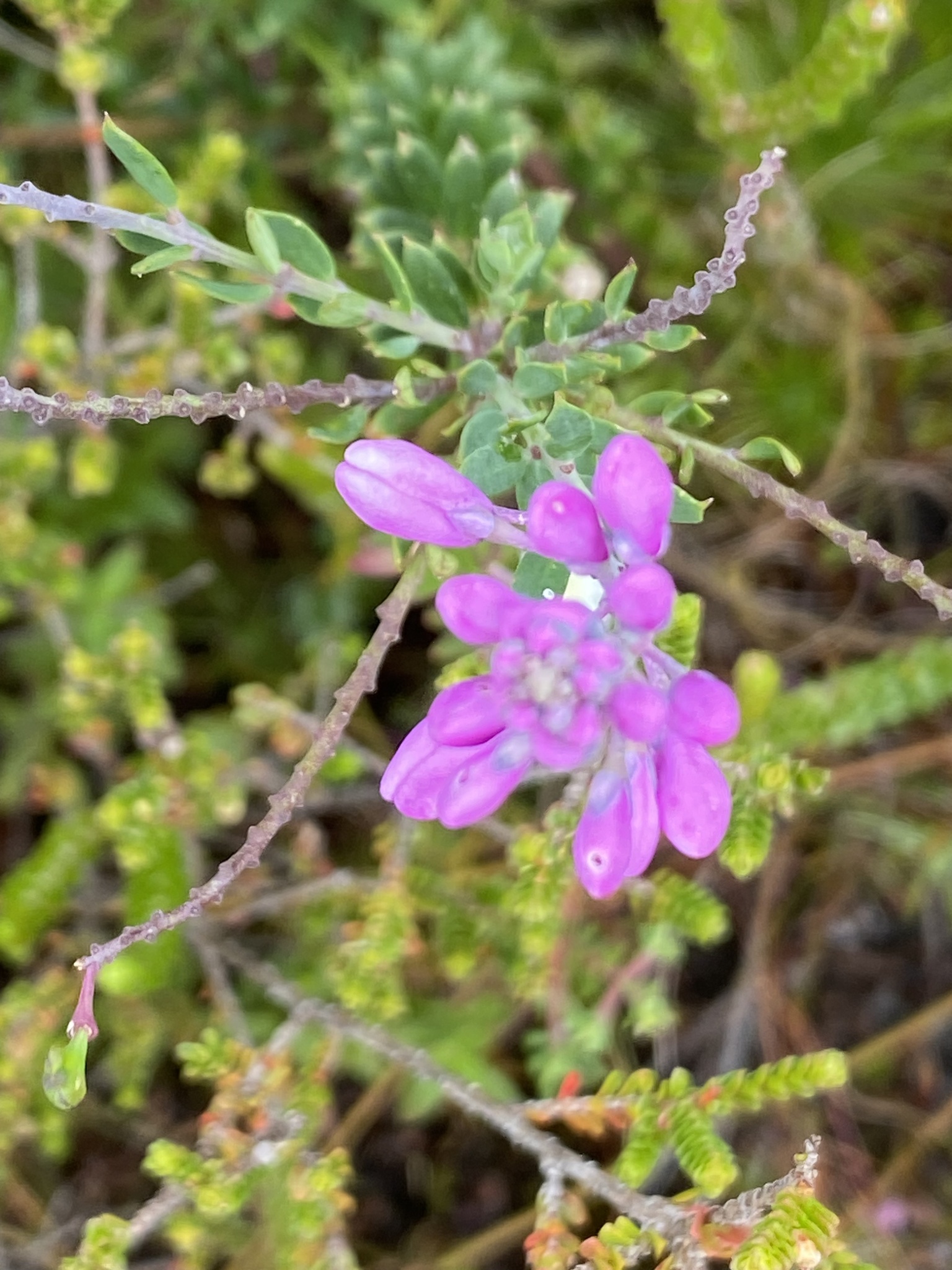 Polygalaceae