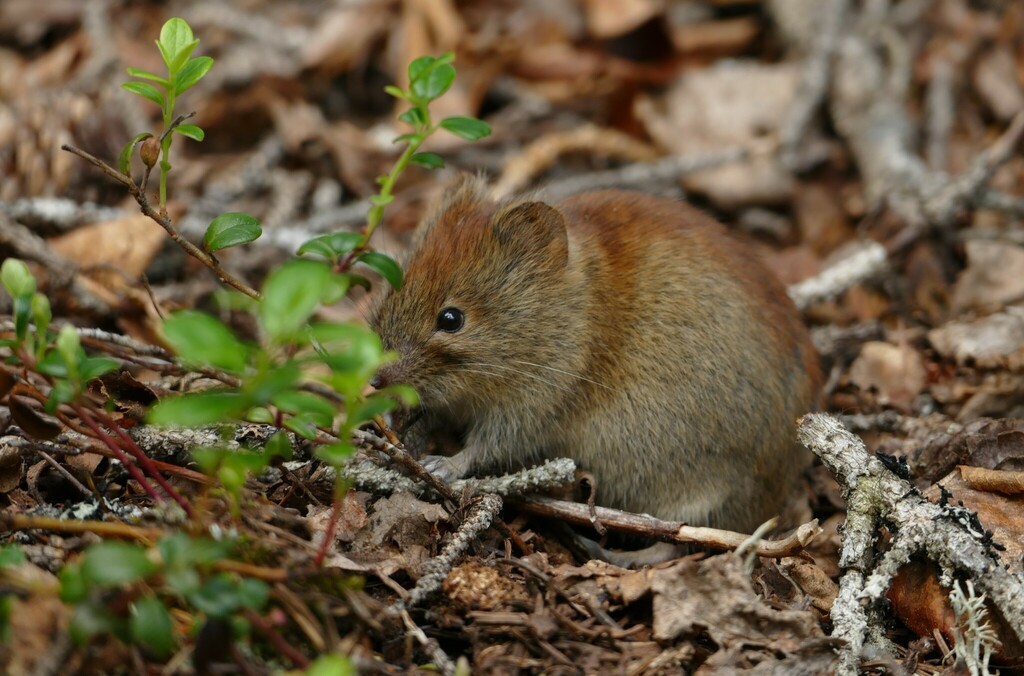 Northern Red-backed Vole from Seward, AK 99664, USA on June 19, 2015 at ...