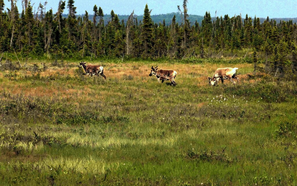 Caribou in June 2015 by rbartgis · iNaturalist