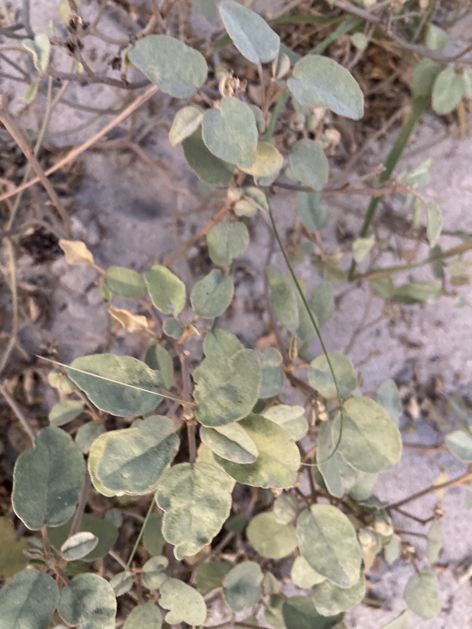 Croton punctatus Jacq.