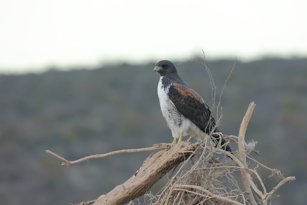White-tailed Hawk from Villaldama, N.L., México on January 4, 2023 at ...