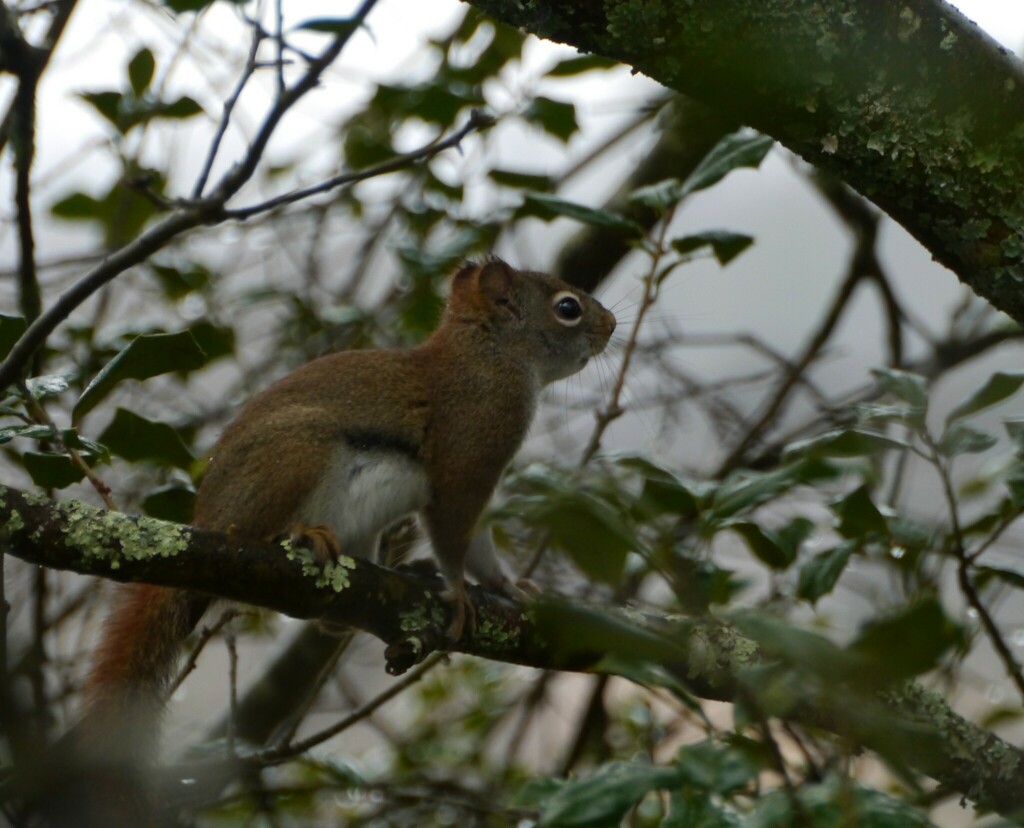 American Red Squirrel from Valley Bend, WV, USA on January 02, 2014 at ...