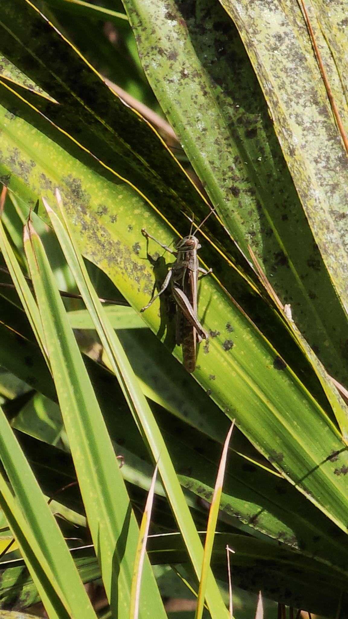 Schistocerca serialis cubense (Saussure, 1861)