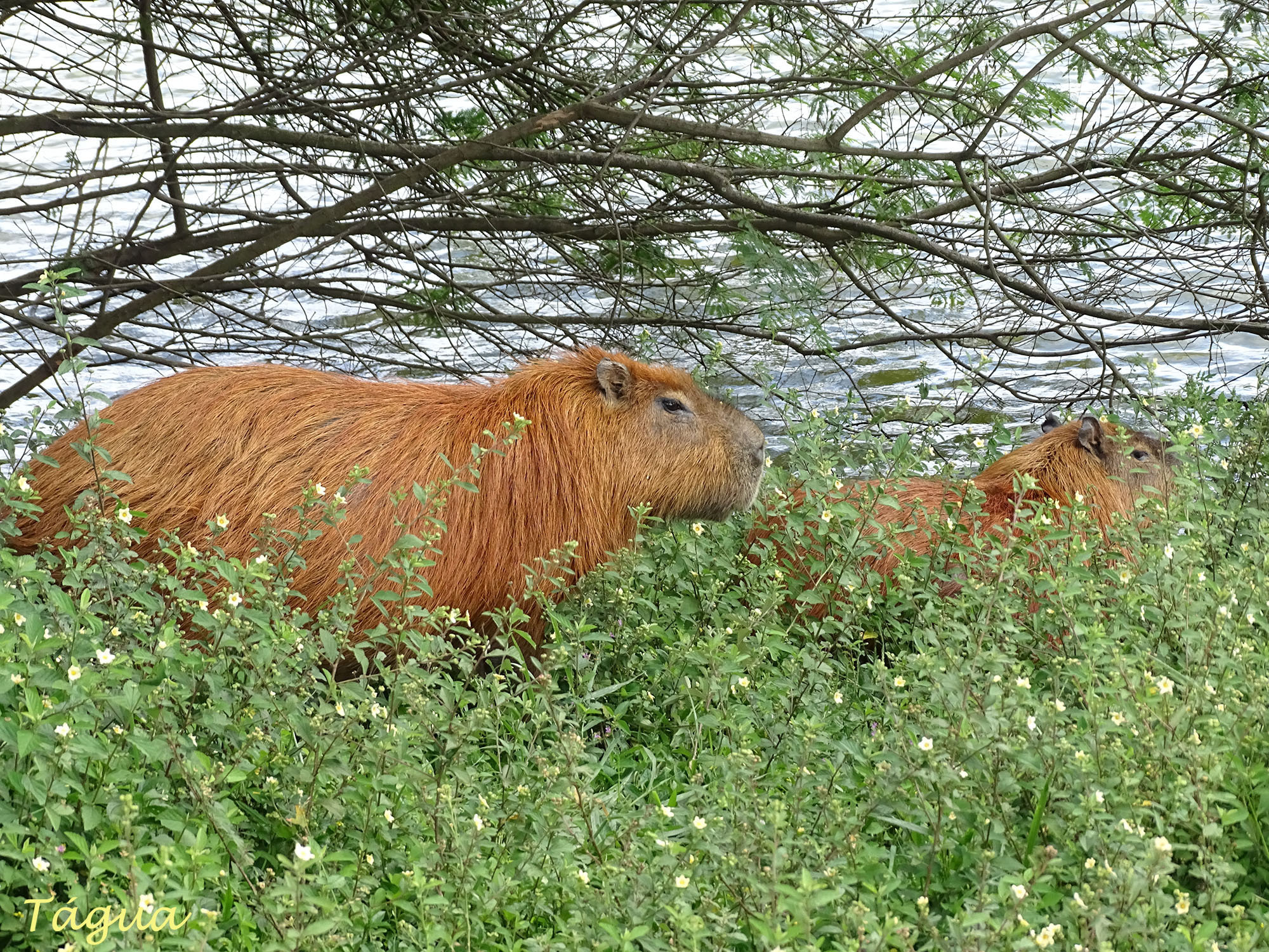 Hydrochoerus hydrochaeris (Linnaeus, 1766)