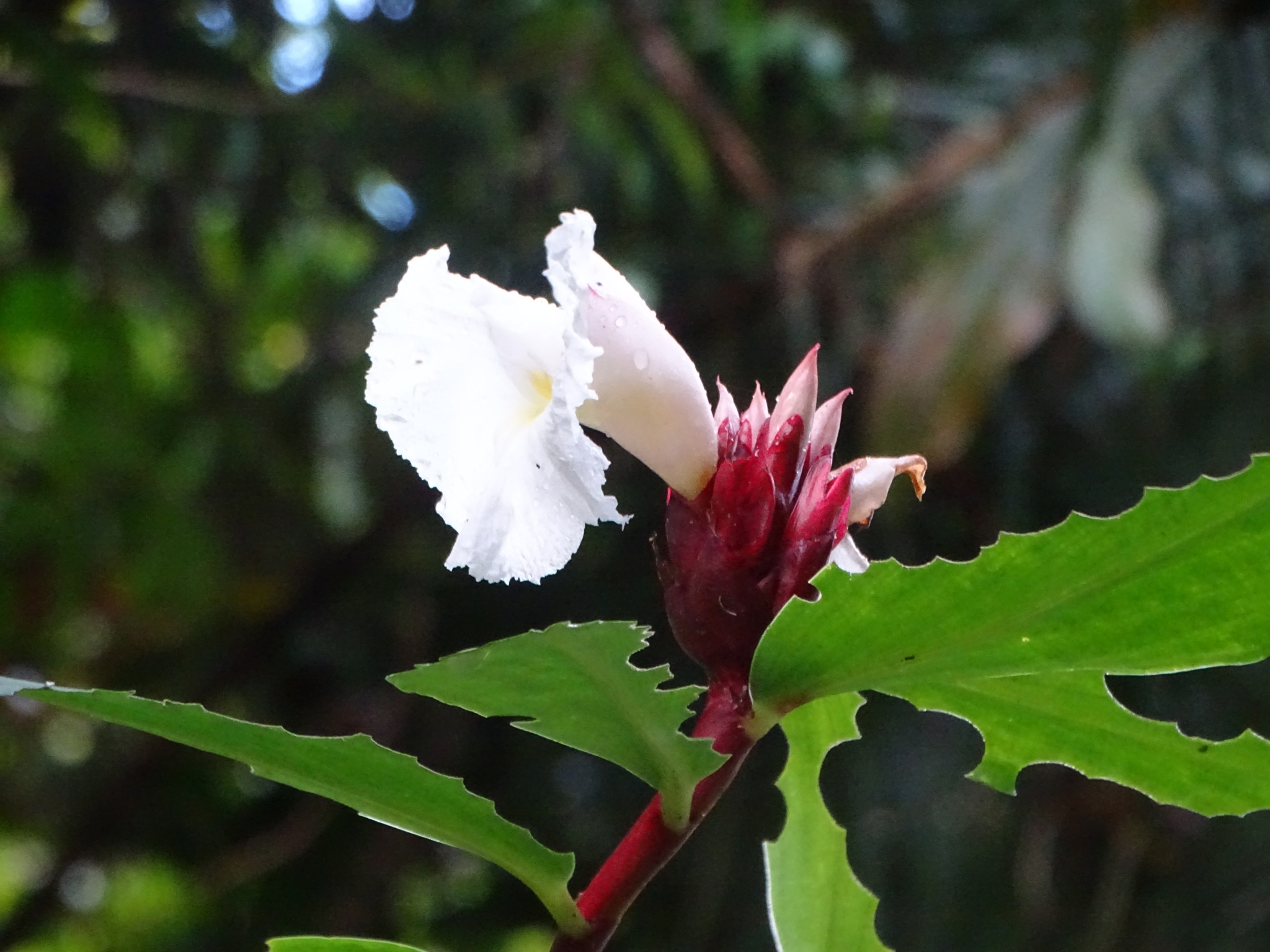 Hellenia speciosa (J.Koenig) S.R.Dutta