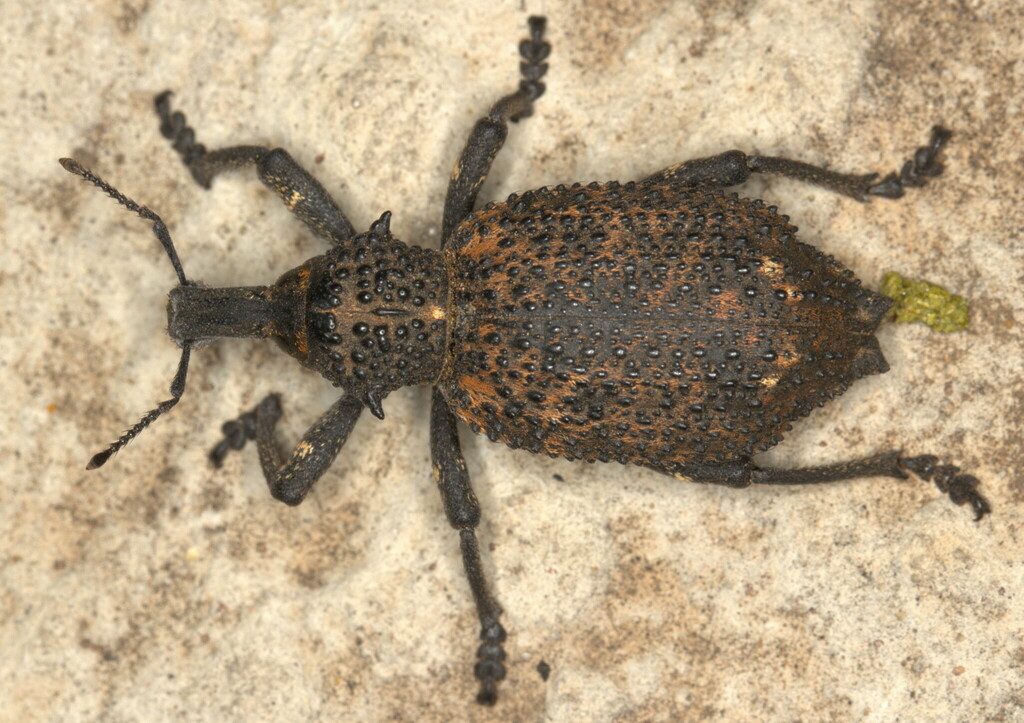 Donkeyface Weevils from Jordaanpark, Heidelberg - GP, 1441, South ...