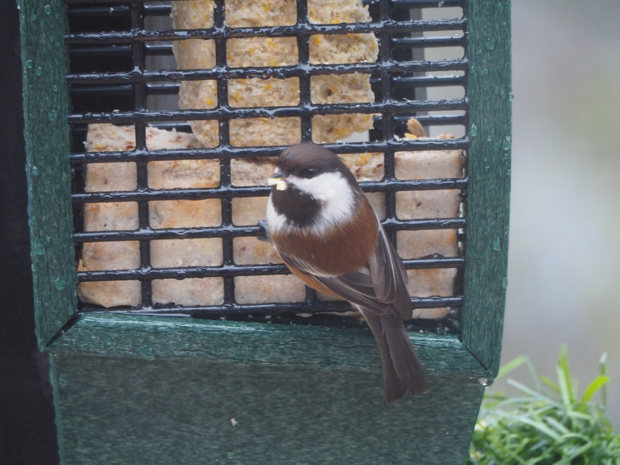 Poecile rufescens (J.K.Townsend, 1837)