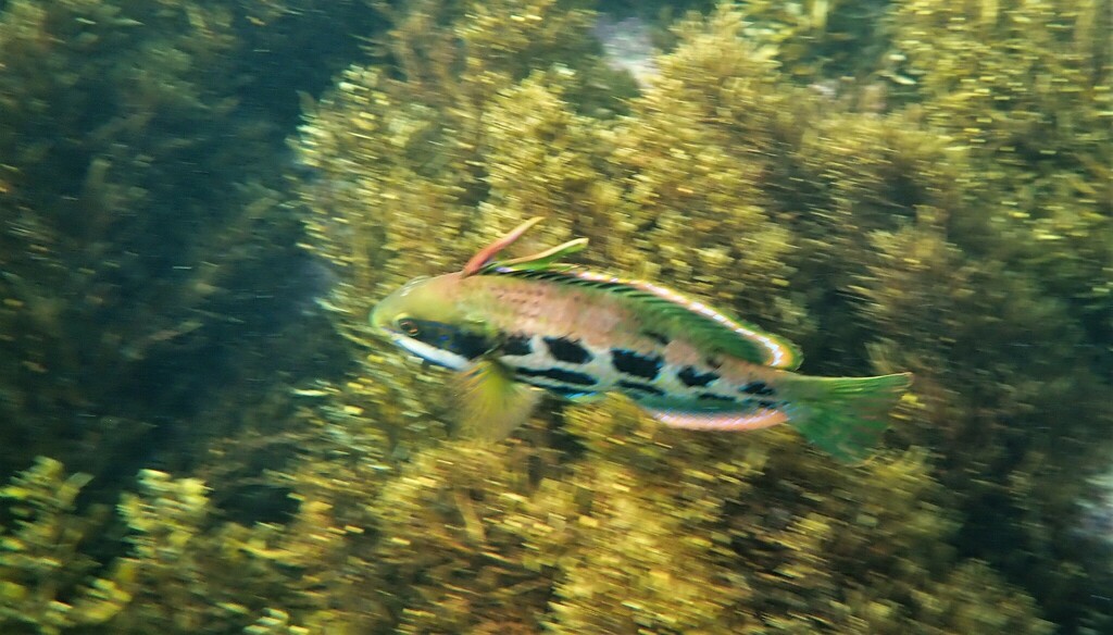 Rainbow Cale from Manly NSW 2095, Australia on October 18, 2022 at 04: ...