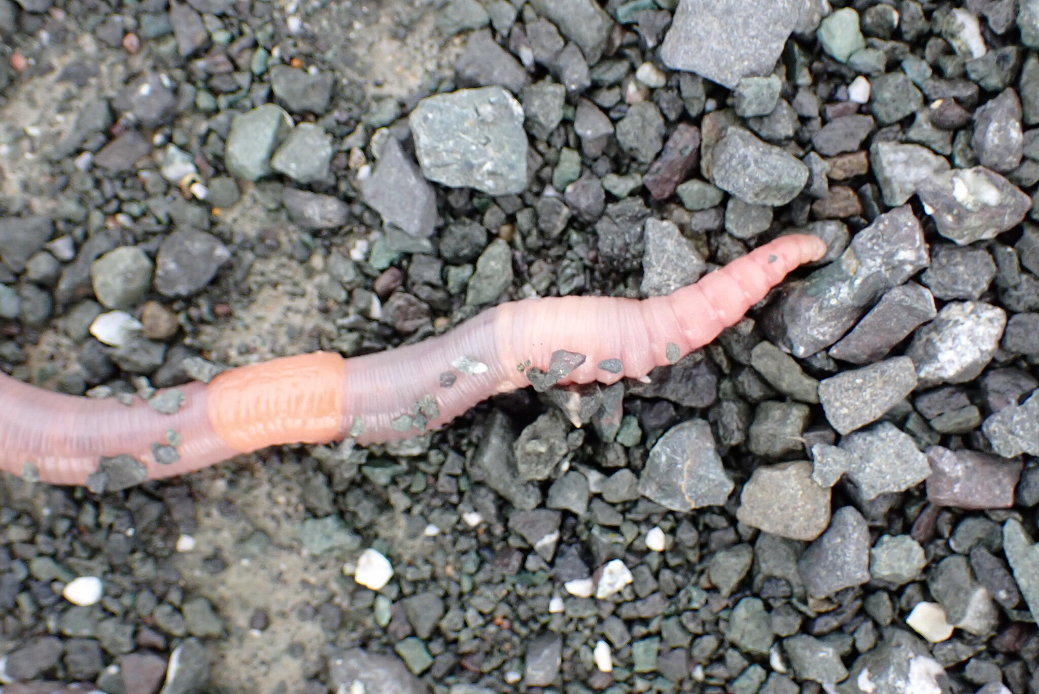 Annelida