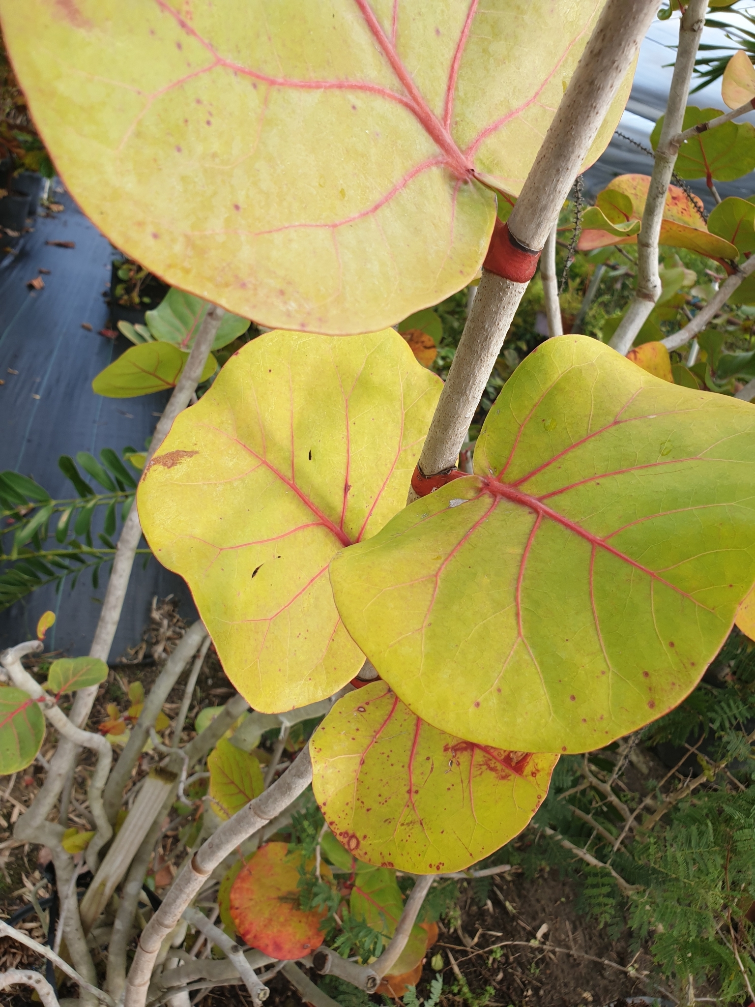 Coccoloba uvifera (L.) L.