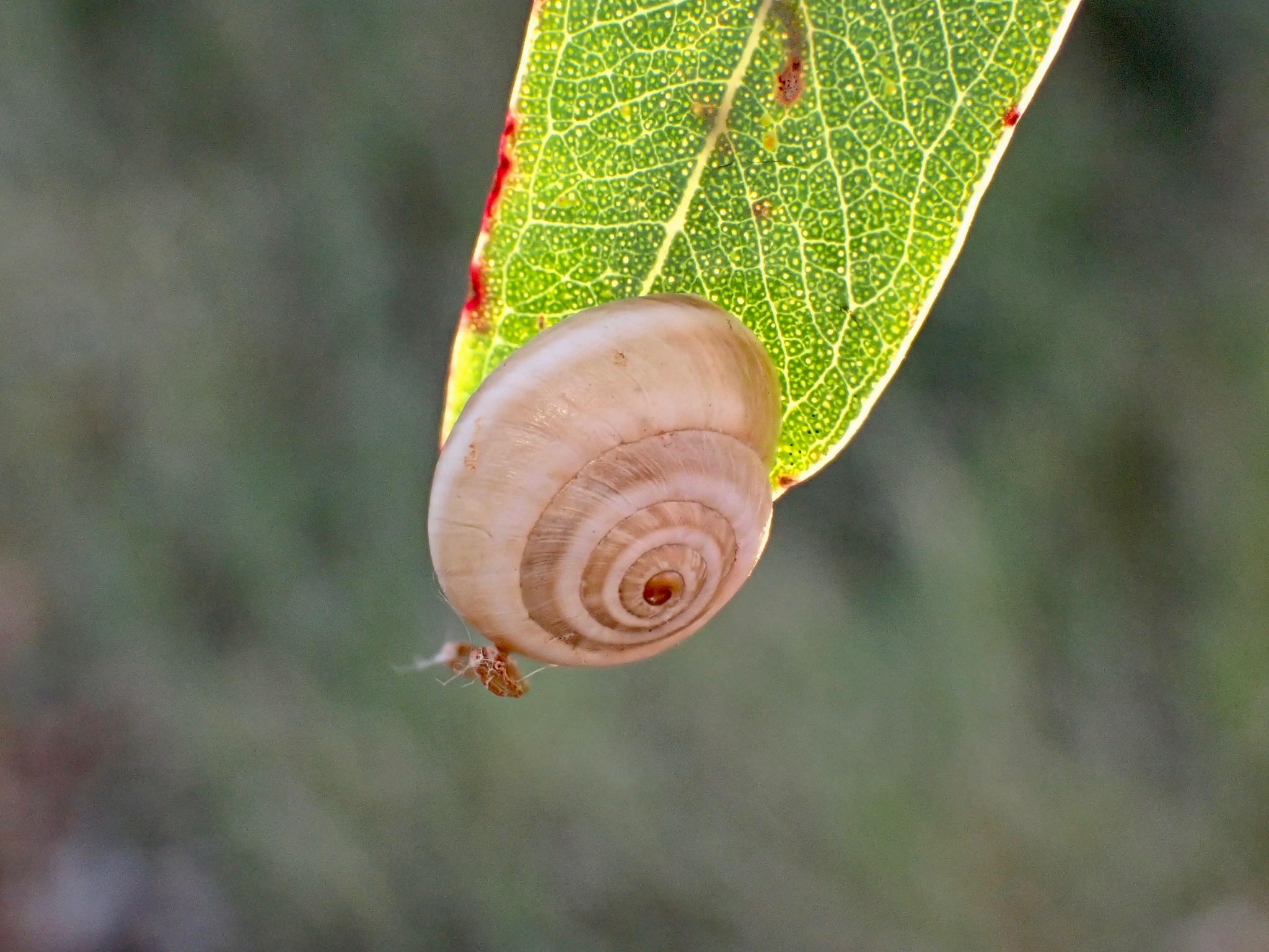 Cernuella Schlüter, 1838