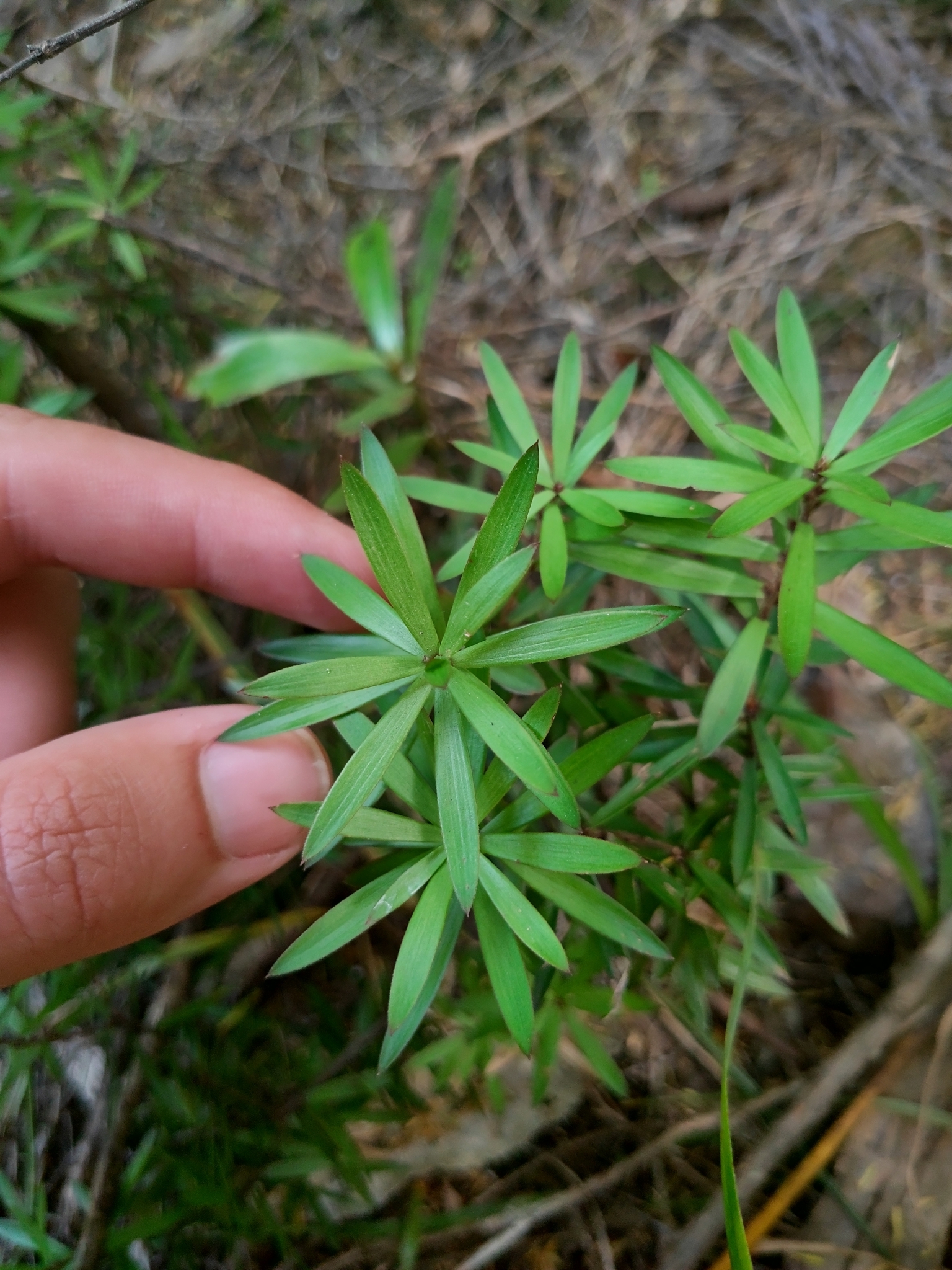 Leucopogon R.Br.
