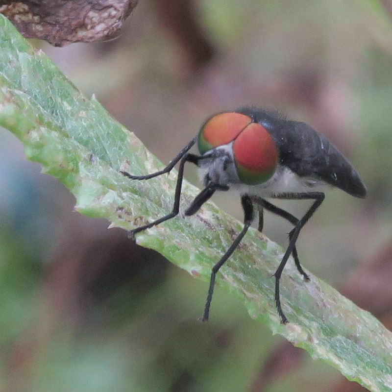 Flies from Brogo NSW 2550, Australia on January 05, 2023 at 12:25 PM by ...