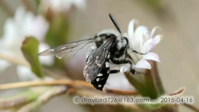 Melecta duodecimmaculata from 中国北京市门头沟区 on April 16, 2015 at 03:55 PM by Nan Yang. 之前硬盘出故障 原图找不到 ...