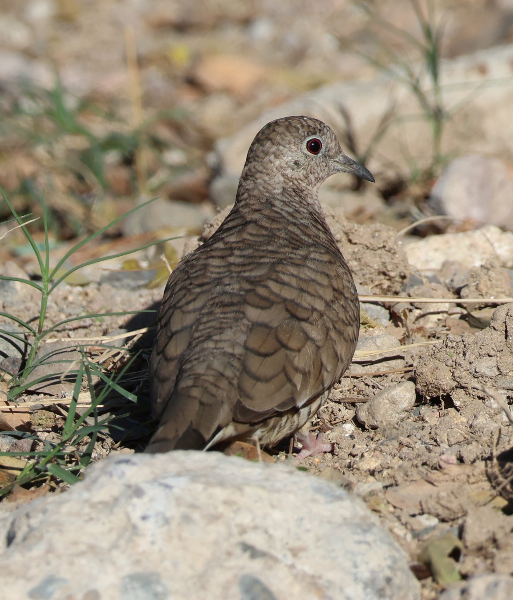 Columbina inca (R.Lesson, 1847)