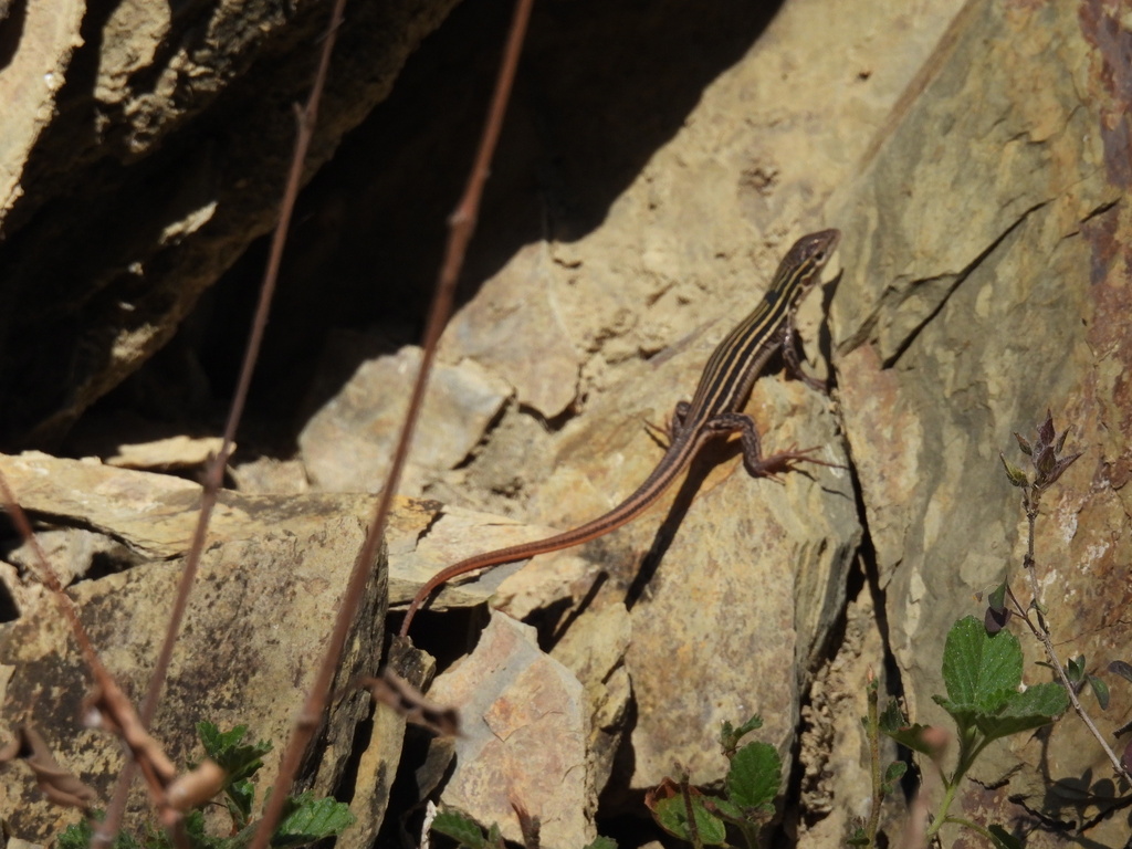Common Spotted Whiptail in January 2023 by carlosbarreda · iNaturalist