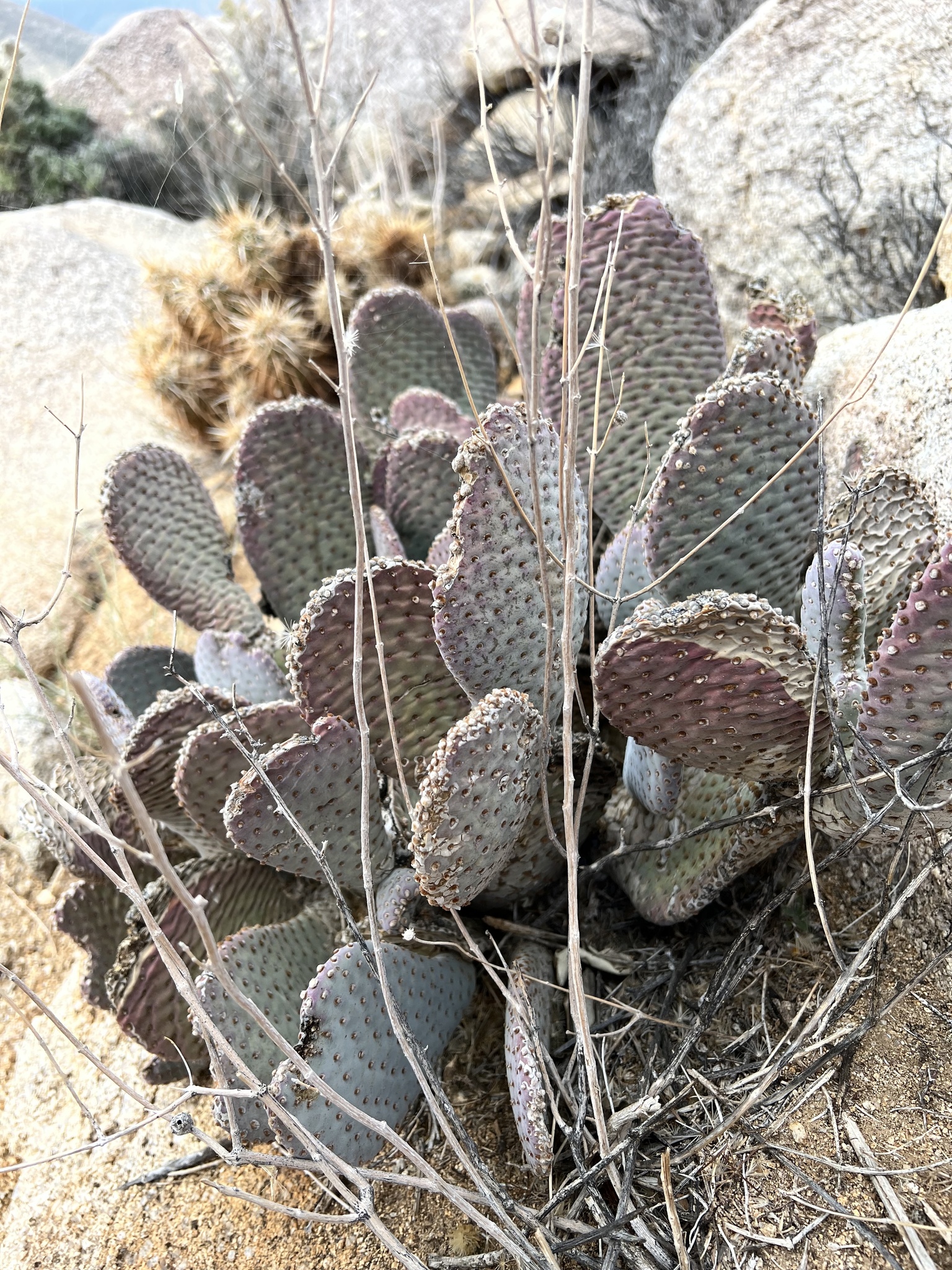 Opuntia basilaris var. basilaris