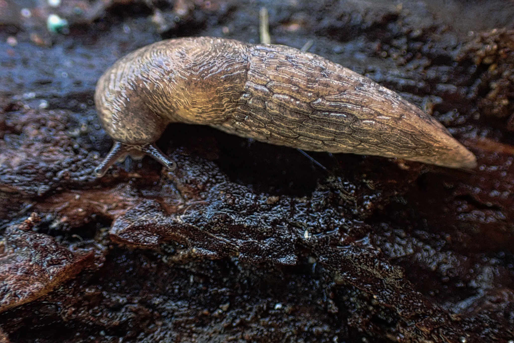 Deroceras reticulatum (O.F.Müller, 1774)