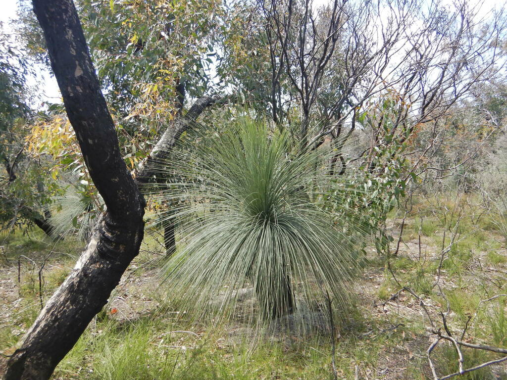 Austral Grass-tree from Anglesea Heath VIC 3230, Australia, Gum Flat Rd ...
