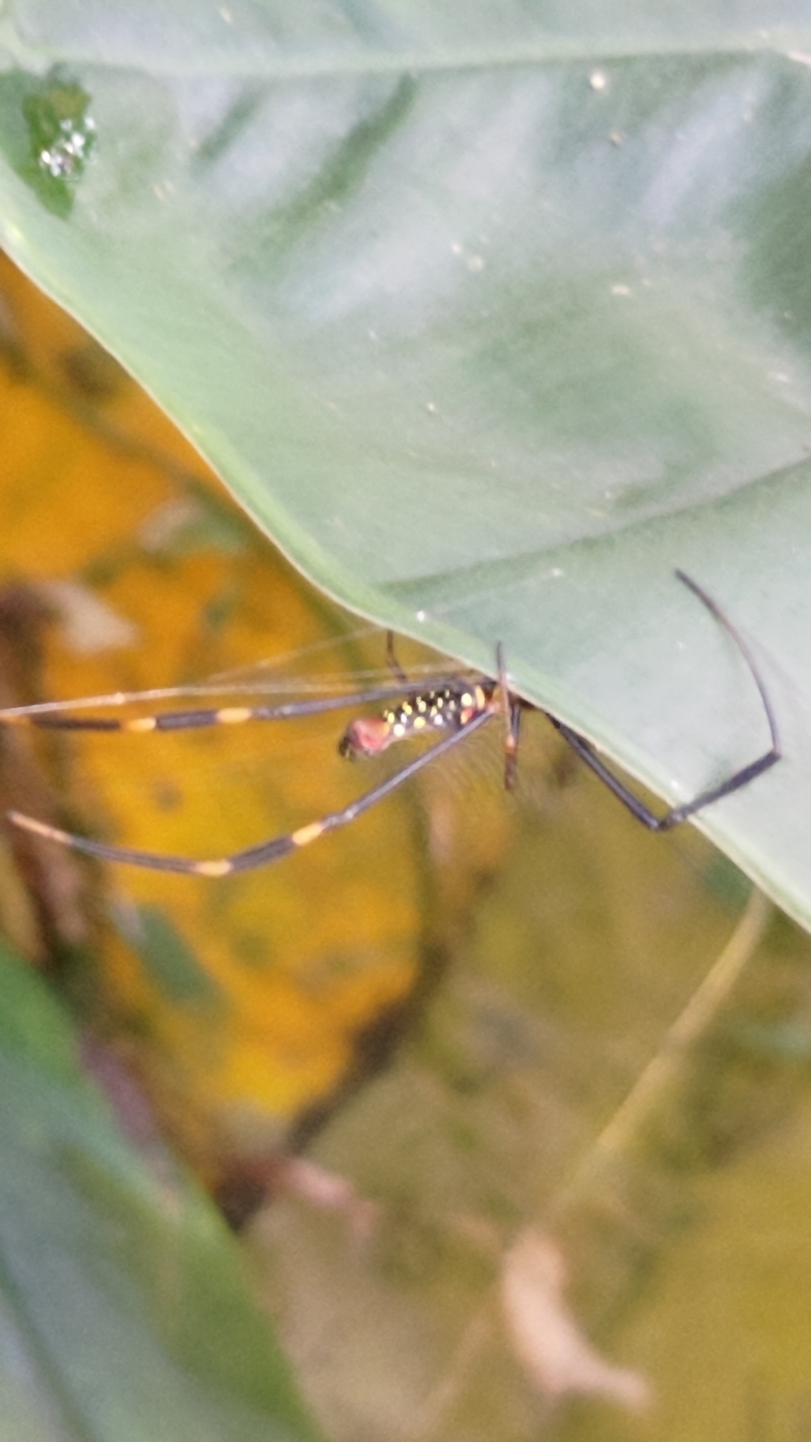 Nephila pilipes (Fabricius, 1793)