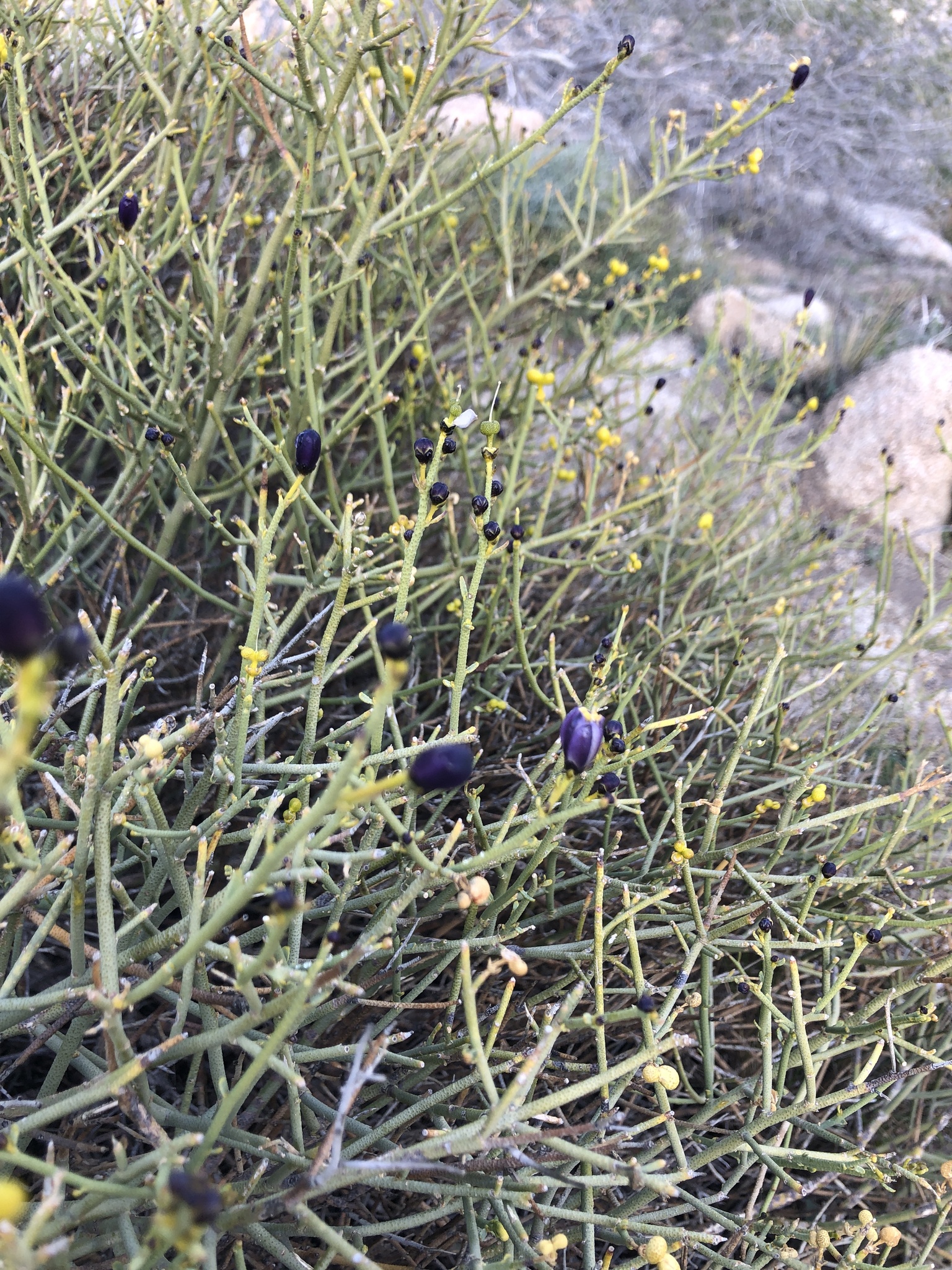 Thamnosma Torr. & Frém.