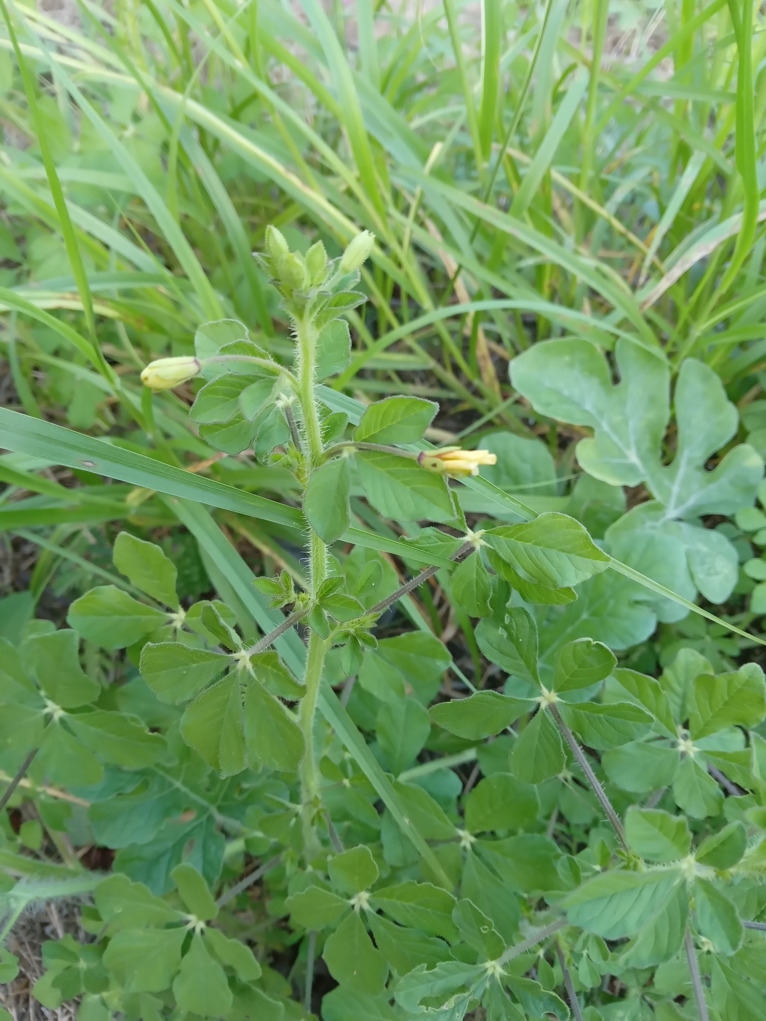 Arivela viscosa (L.) Raf.