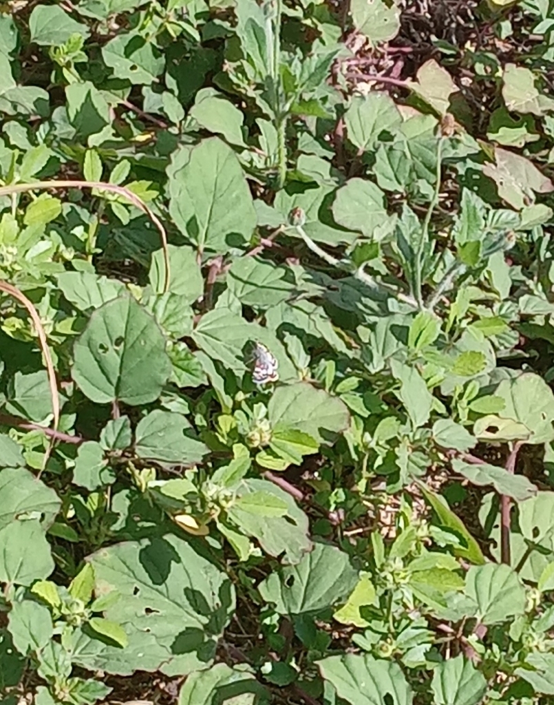 Butterflies from Willemstad, Curaçao on January 4, 2023 at 03:42 PM by ...