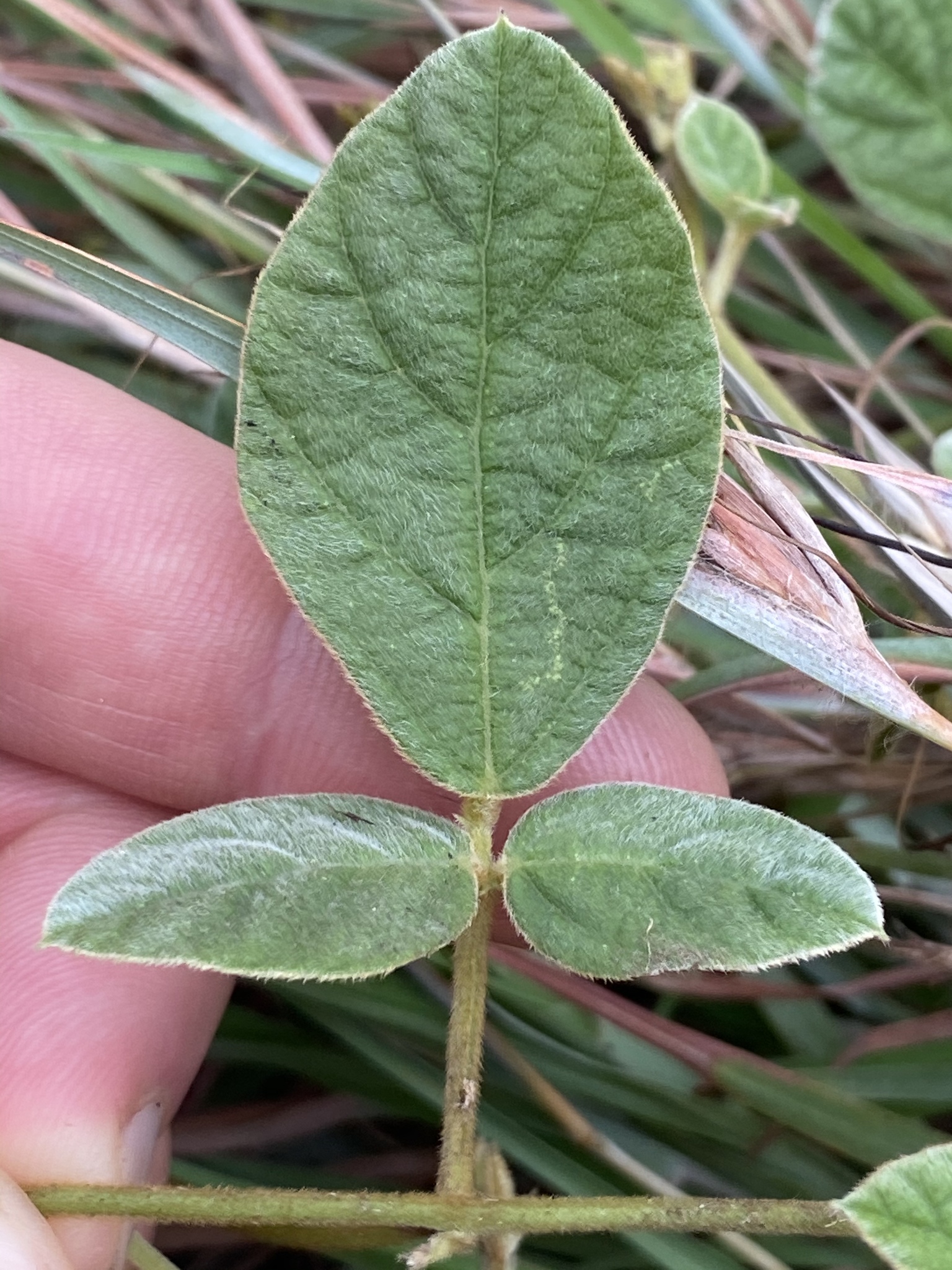 Desmodium rhytidophyllum F.Muell. ex Benth.