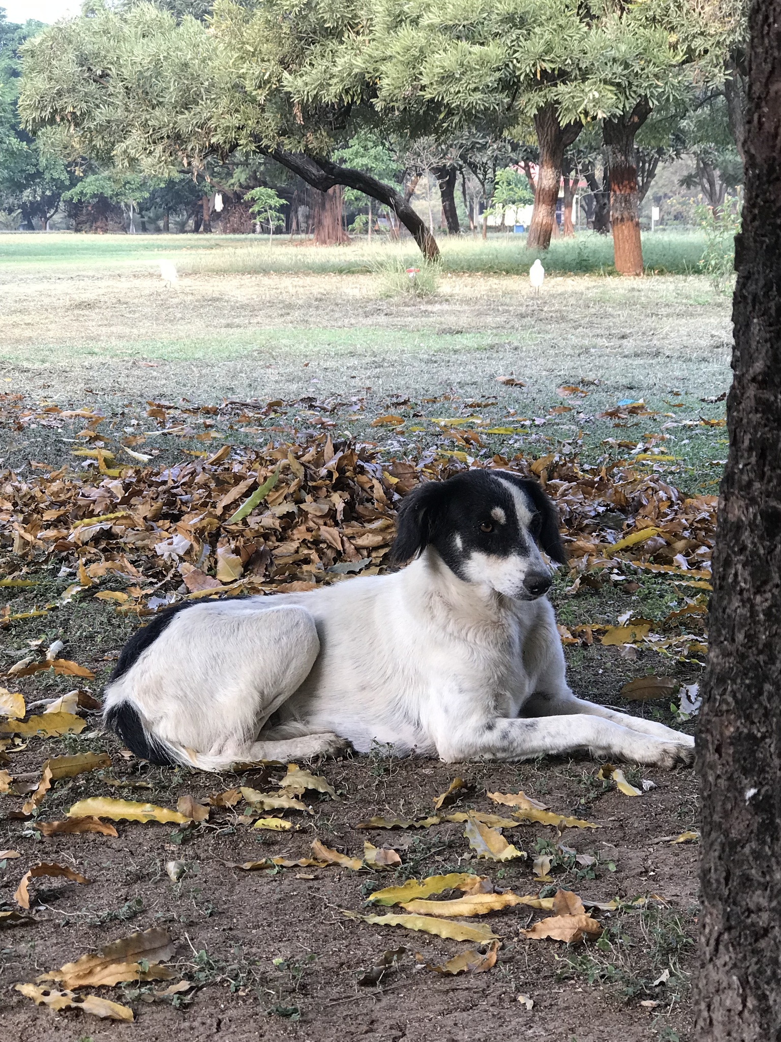 Canis lupus familiaris Linnaeus, 1758