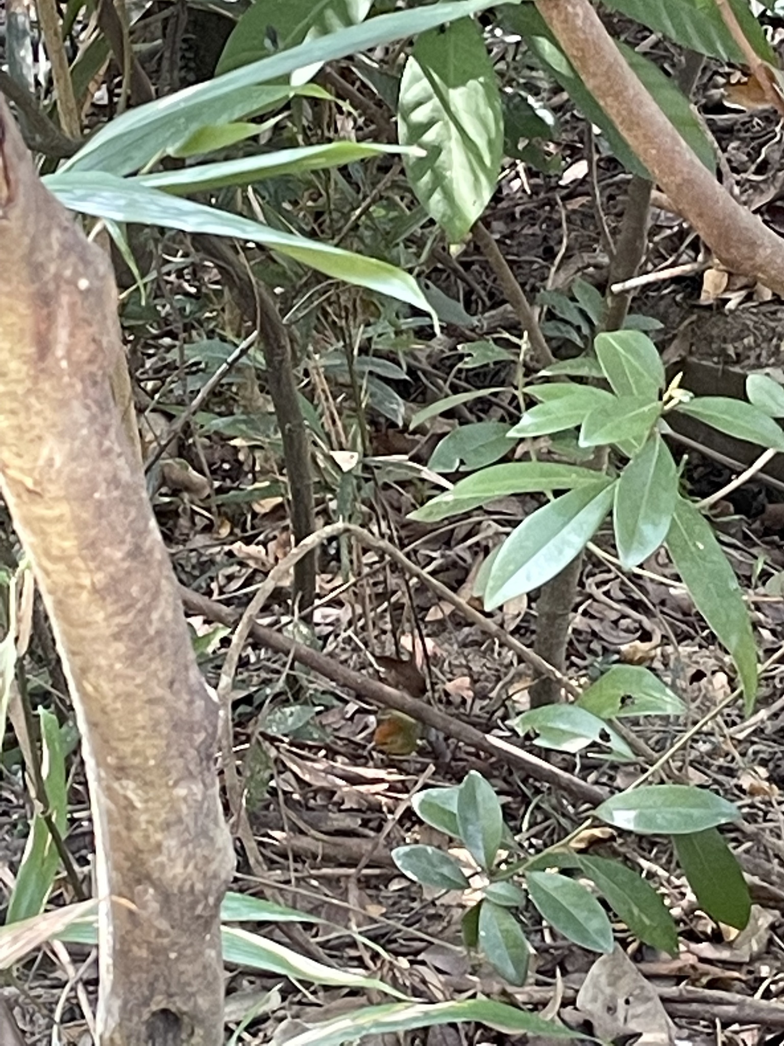 Stachyridopsis ruficeps (Blyth, 1847)