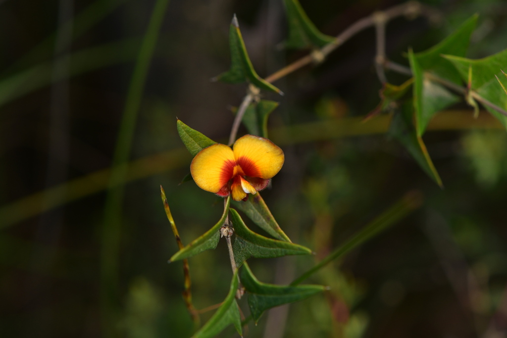 Common Flat-pea from Anglesea VIC 3230, Australia on December 16, 2022 ...