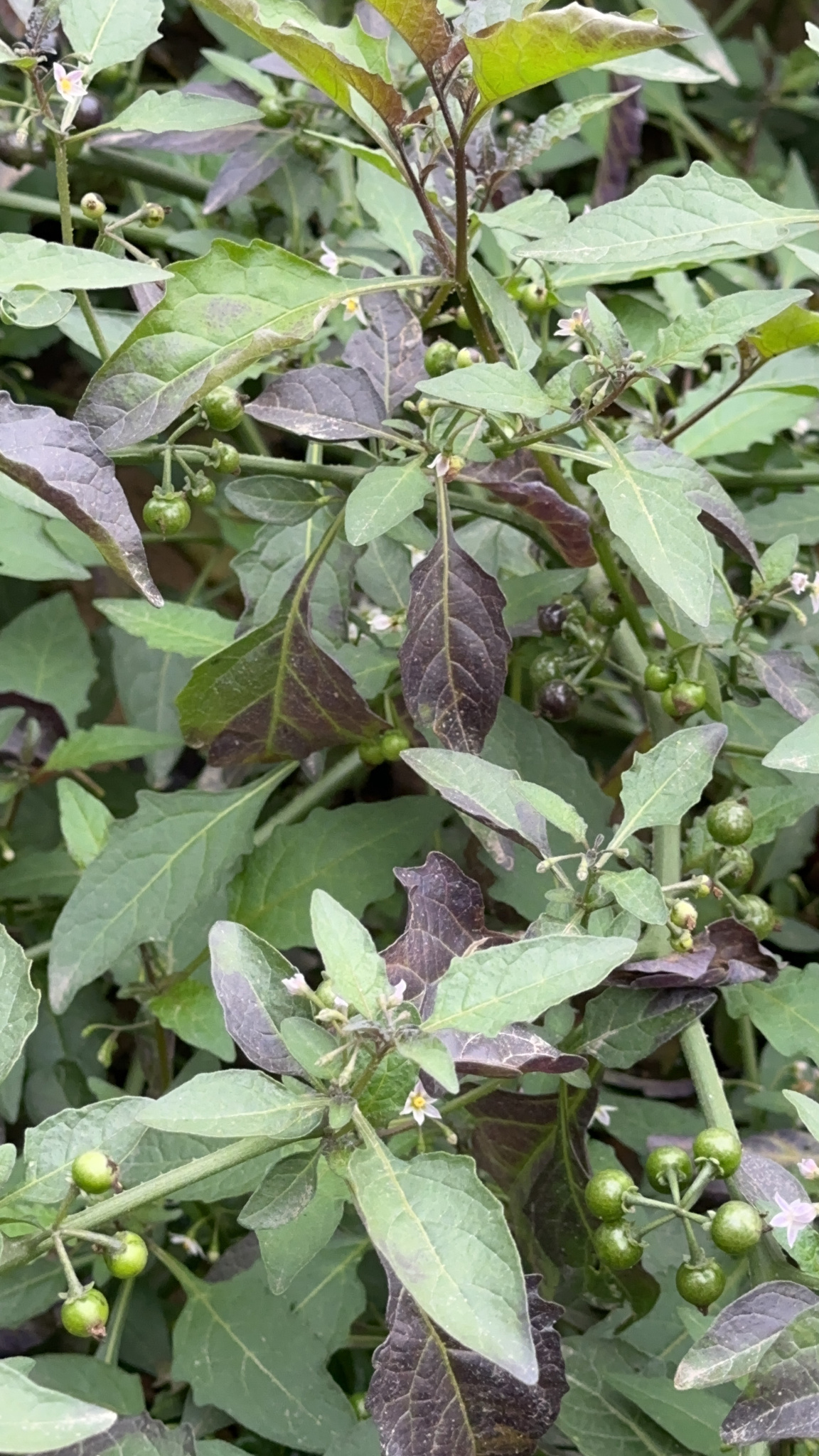 Solanum americanum Mill.