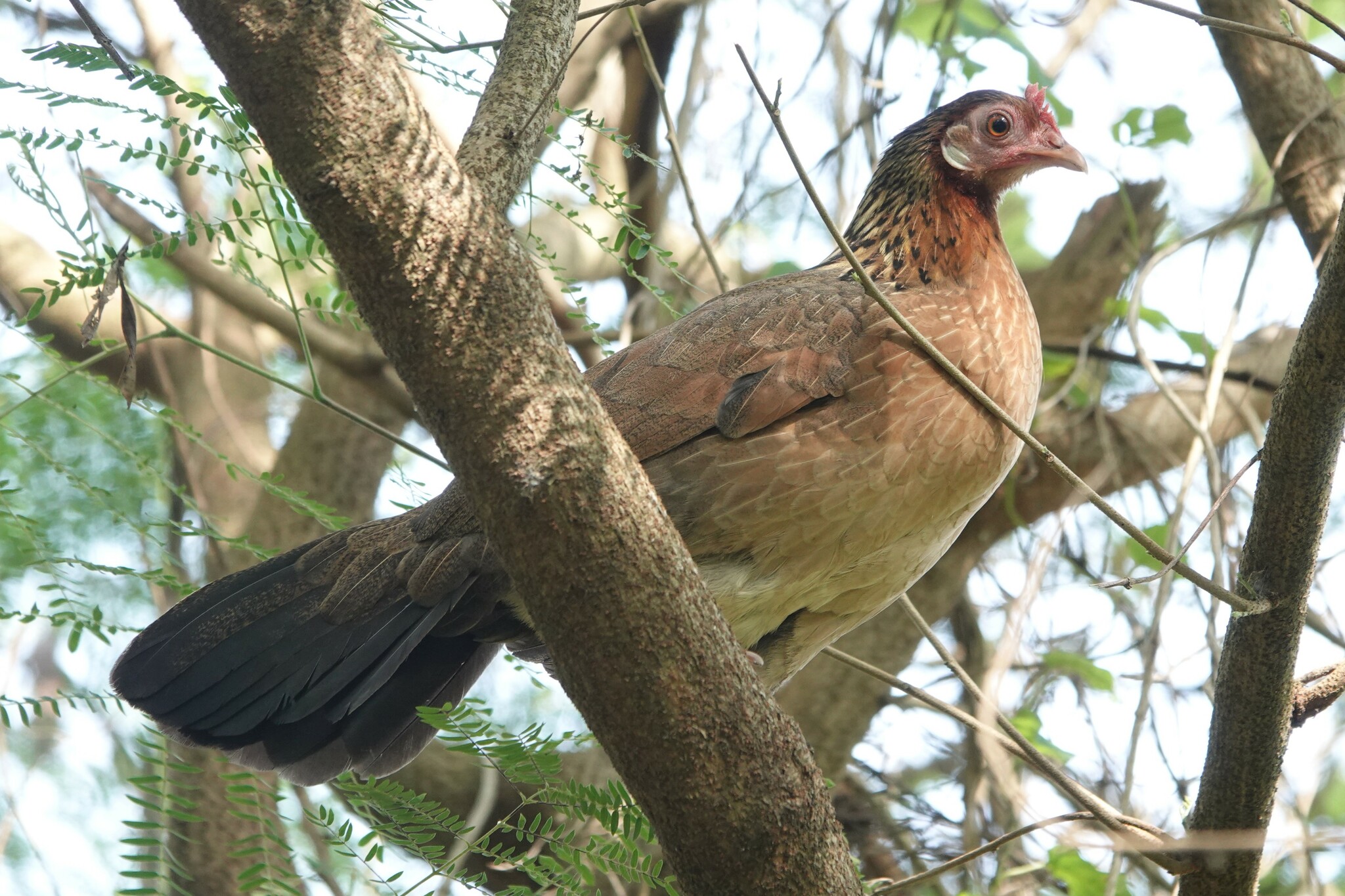 Gallus gallus (Linnaeus, 1758)