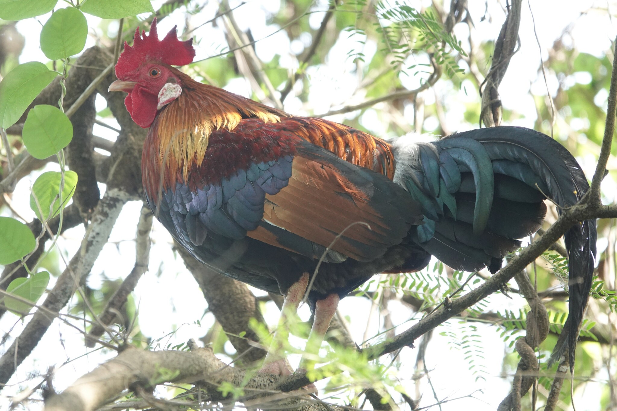 Gallus gallus (Linnaeus, 1758)