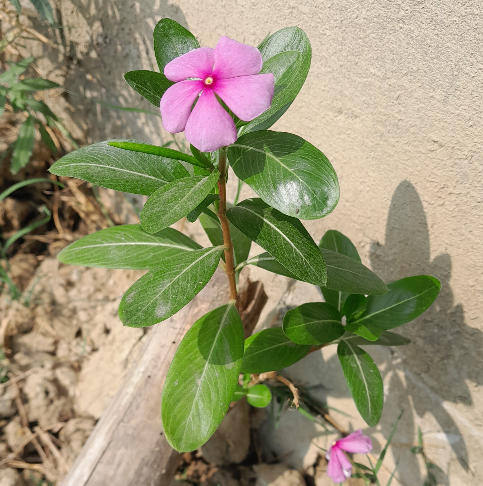 Catharanthus roseus (L.) G.Don